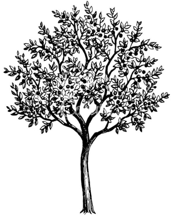 Apple Pollination Chart: A Detailed Look at Popular Varieties – Humble ...