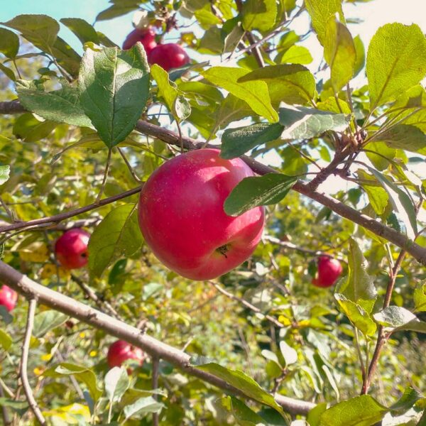 Apple Pollination Chart: A Detailed Look at Popular Varieties – Humble ...