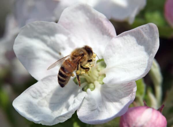 Apple Pollination Chart: A Detailed Look at Popular Varieties – Humble ...