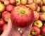 Apple Pollination Chart: A Detailed Look at Popular Varieties – Humble ...