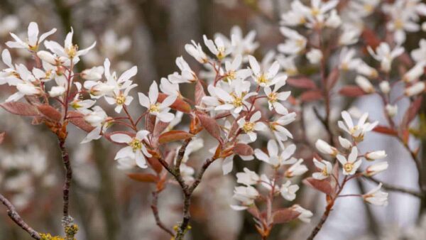 Juneberry: Everything you need to know about Amelanchier – Humble Abode